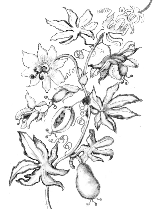 sketch coloring book